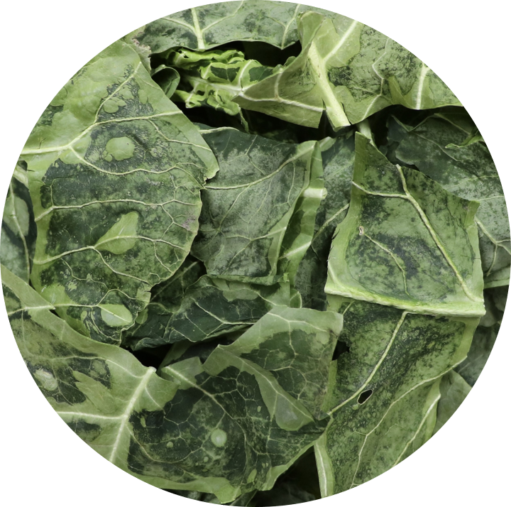 NEW Collard Green Size! – myParrotopia, LLC